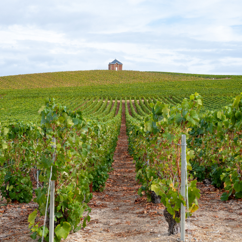 Unlocking the Secrets of Producing Great Wine: Factors That Matter ...